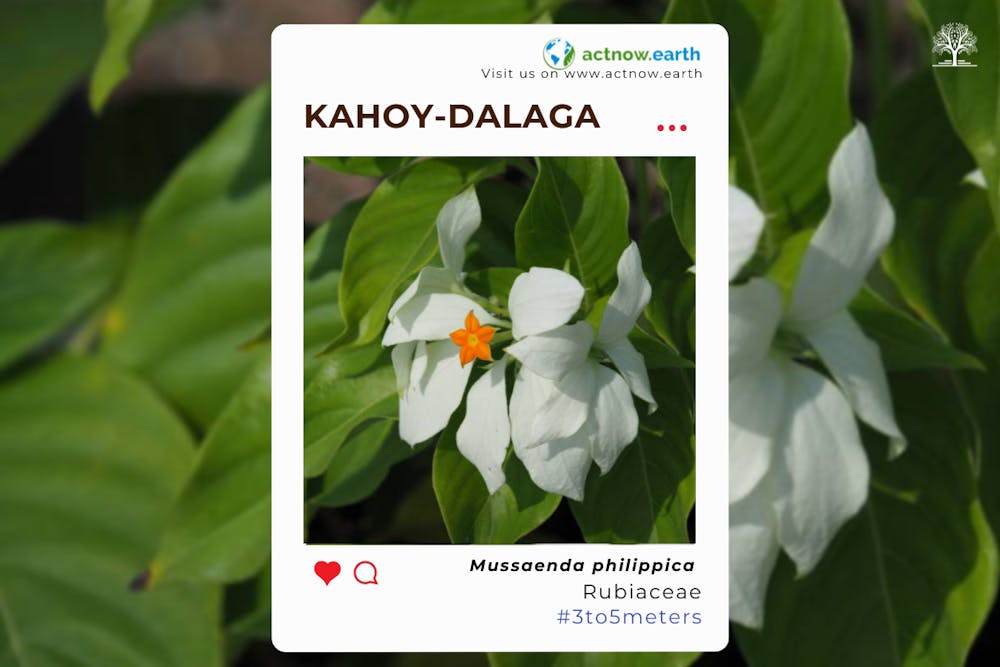 Kahoy-Dalaga Tree (Mussaenda Philippica): Philippine Native Tree