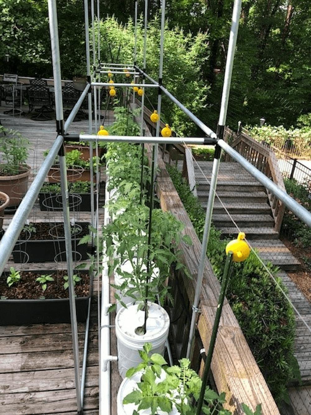 Trellis system for my Dutch Bucket Hydroponic syst...