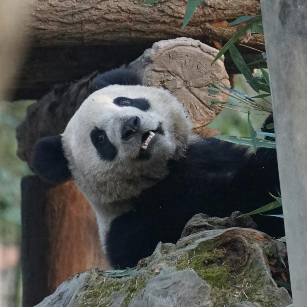 Community Member - FlutterFlow Community