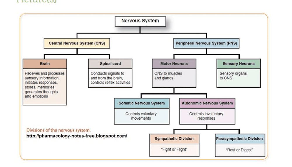 Concept Maps for Studying