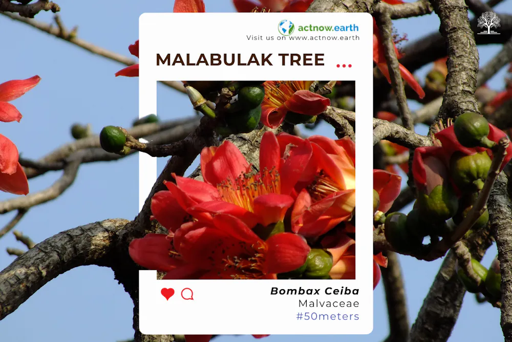 MALABULAK TREE