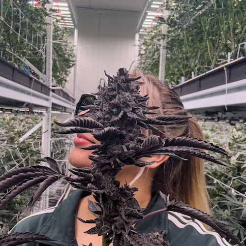 Aisha G - Growers Hub | Athena