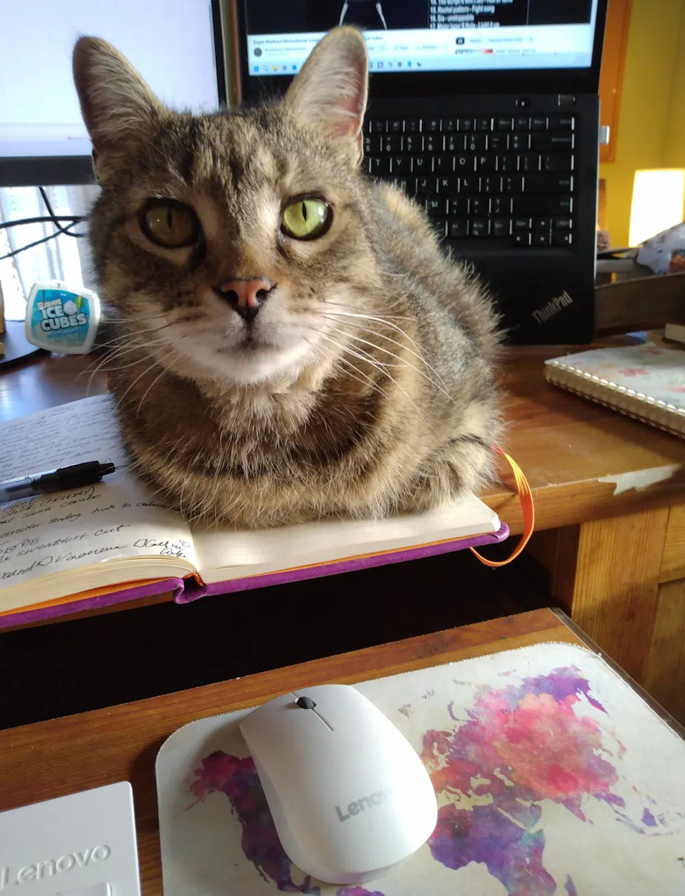 Cats & Quotes - Happy Friday!!
