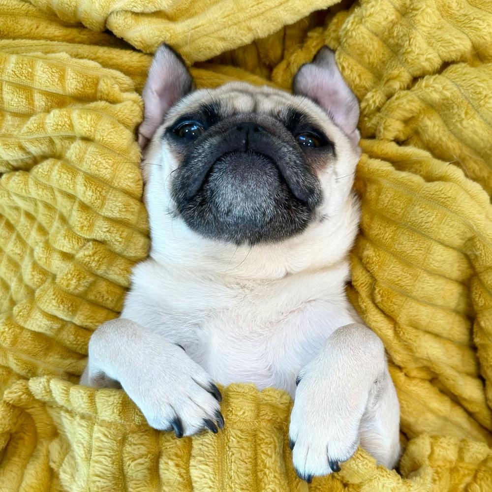 Jill Hamilton-Krawczyk - Ceros Educate