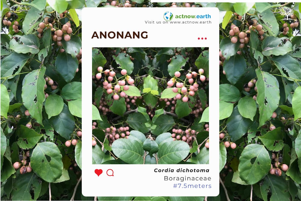Anonang Tree: Philippines Tagalog Native Tree | Benefits, Pictures