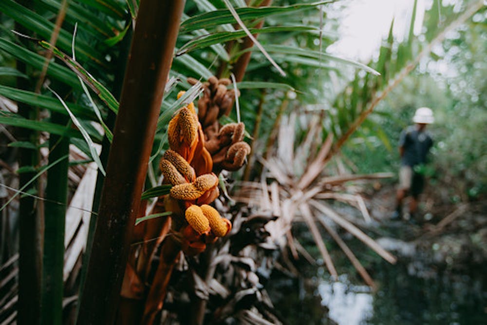 Nipa Palm (Nypa Fruticans)