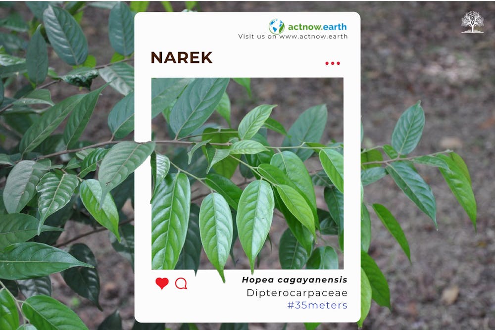 Narek Tree (Hopea cagayanensis)