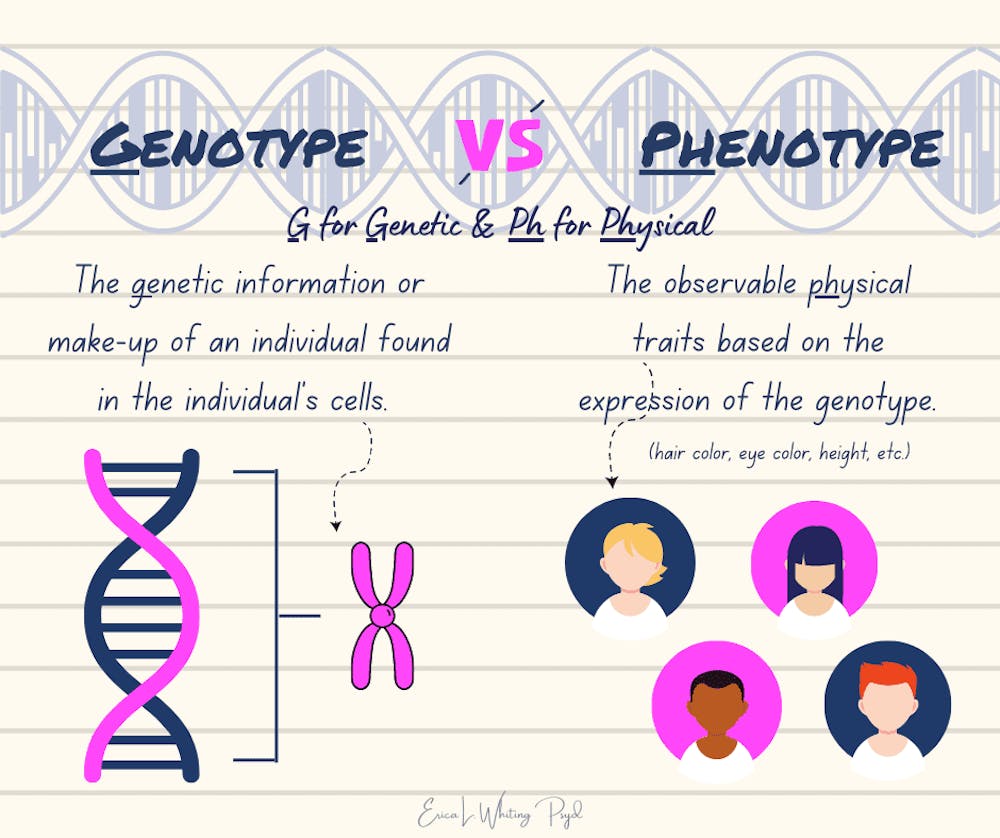 Study Aid: Genotype vs. Phenotype
