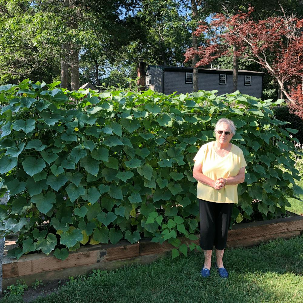 Built a cucumber fence for my 19 cucumber plants t...