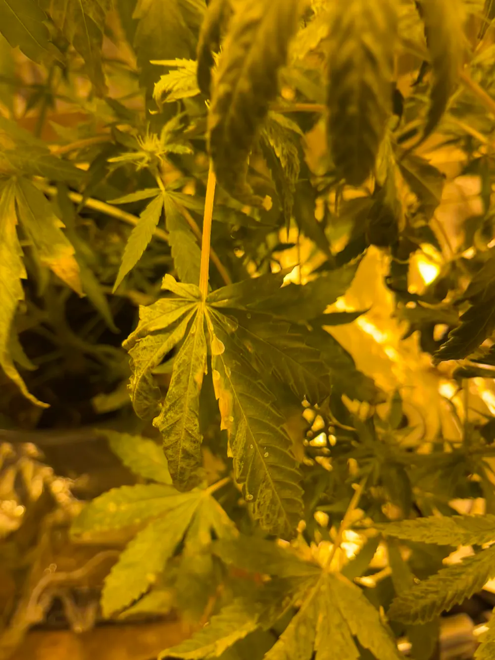 First grow — leaf curl, yellowing, no pH control, need help