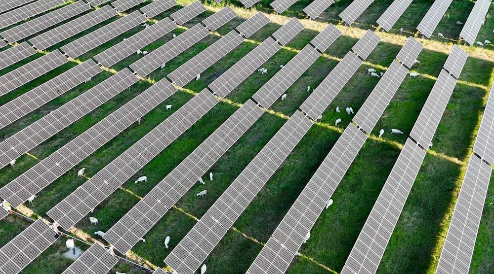 NEWS: Sheep Will Frolic In Massive New Solar Power Plant In Texas
