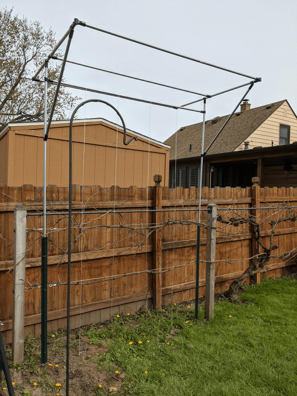 Hop trellis build. I grow a special variety of ho...