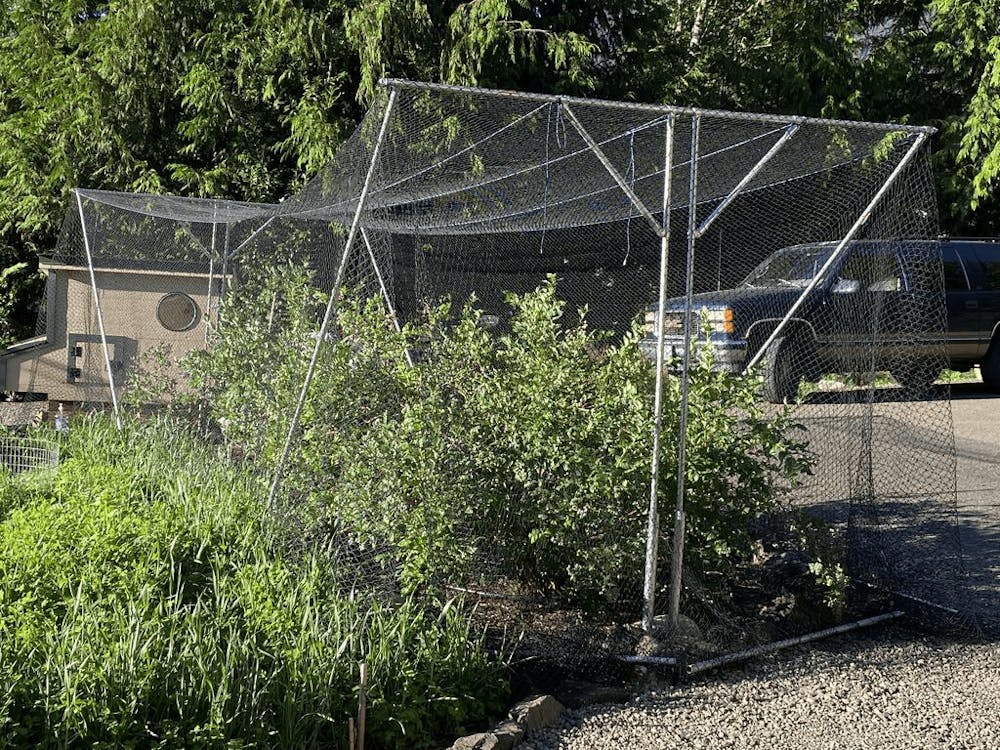 Rex made this great enclosure for their berry gard...